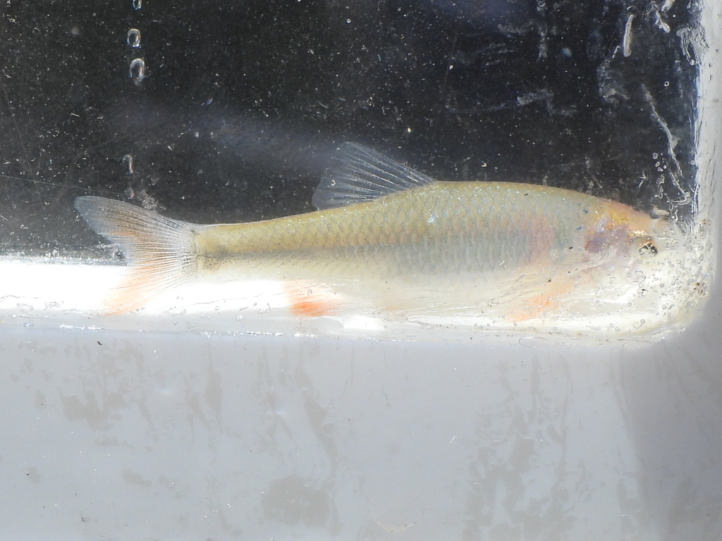 Red Shiner from Mills County, TX, USA on May 10, 2025 at 02:08 PM by ...