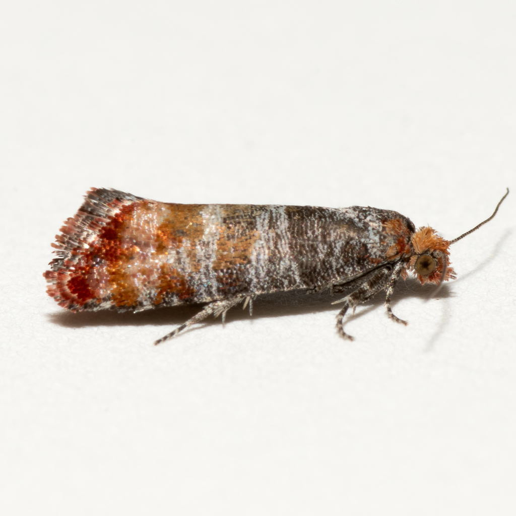 Rhyacionia zozana (Ponderosa Pine Tip Moth) | California Species Project