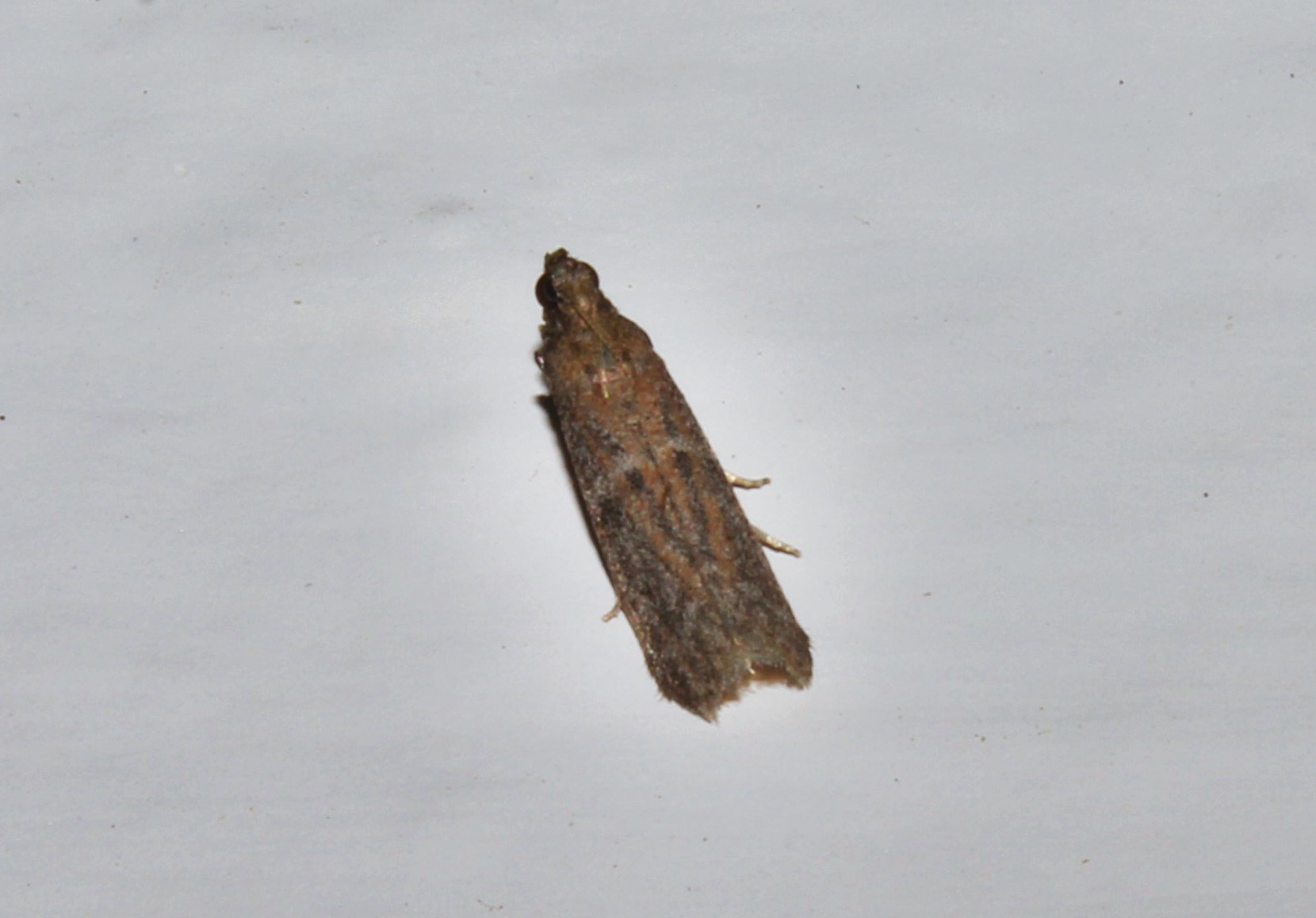 Cadra cautella (Walker, 1863)