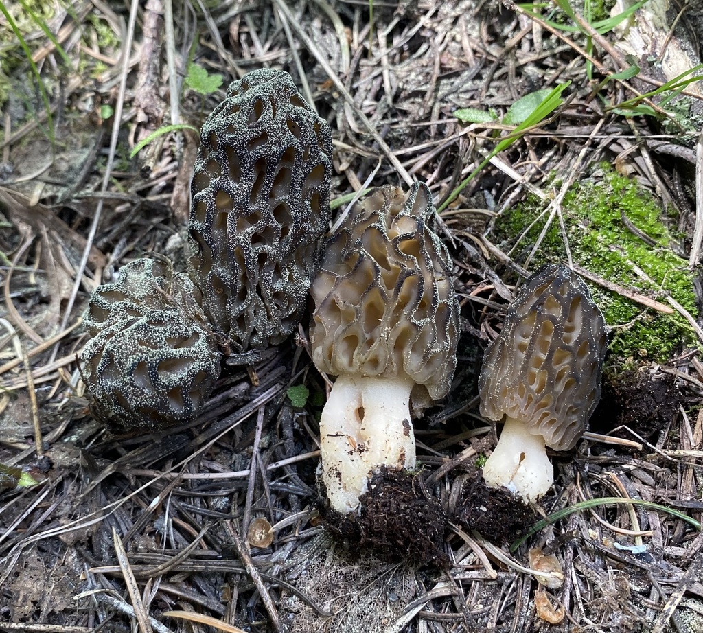 Natural Black Morel in May 2025 by Ed Barge. Under Abies grandis ...