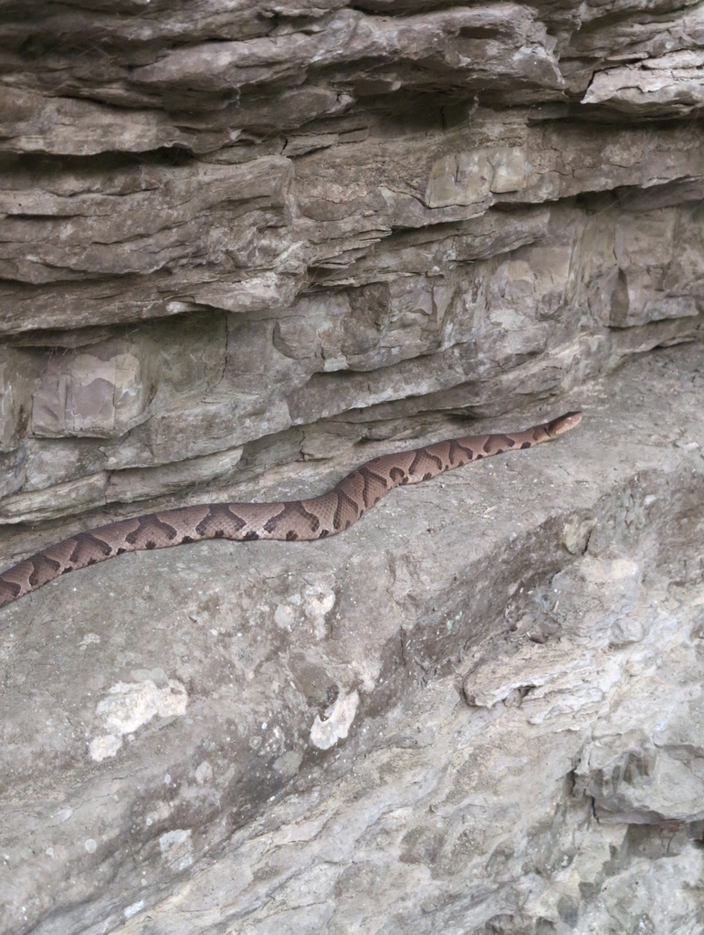 Eastern Copperhead in May 2025 by Adam Aslam · iNaturalist