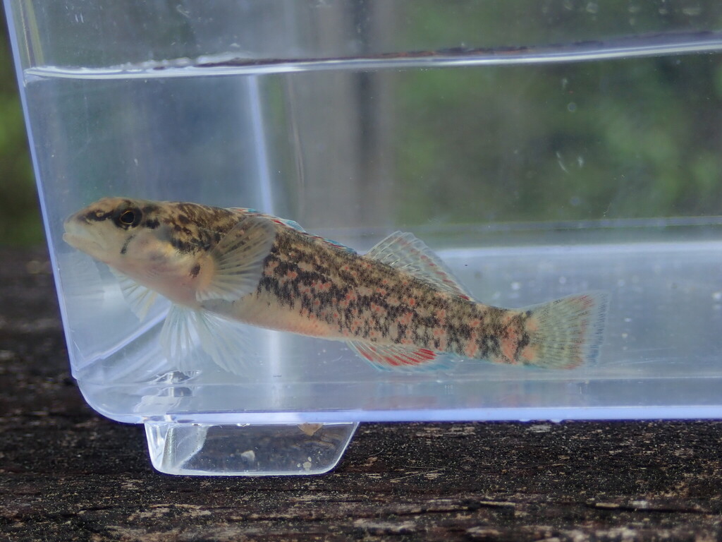 Redspot Darter in April 2025 by Daniel Folds · iNaturalist