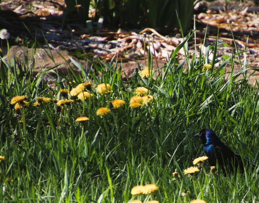 Typical Grackles from La Veta, CO 81055, USA on May 11, 2025 at 09:25 ...