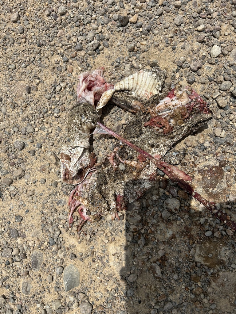 Western Diamond-backed Rattlesnake from Eagle Pass Rd, El Indio, TX, US ...