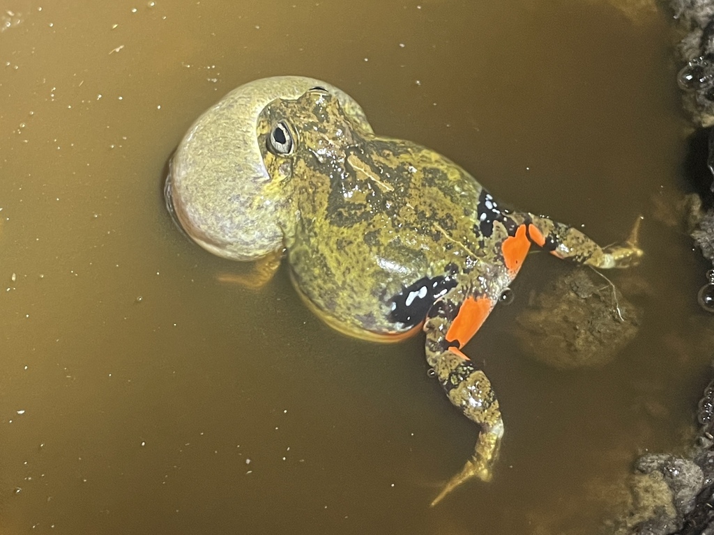 Colombian Four-eyed Frog from Upper Takutu-Upper Essequibo, Guyana on ...