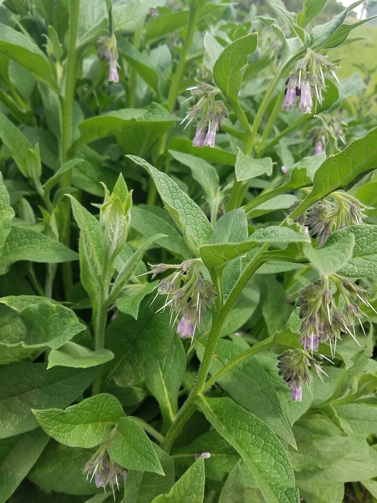 common comfrey from Silverton, OR 97381, USA on May 11, 2025 at 01:30 ...