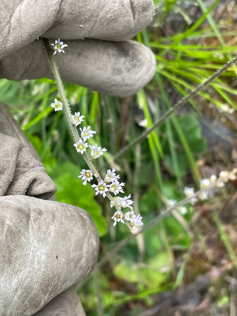 Three-toothed Mitrewort from Conconully, WA, US on May 11, 2025 at 04: ...