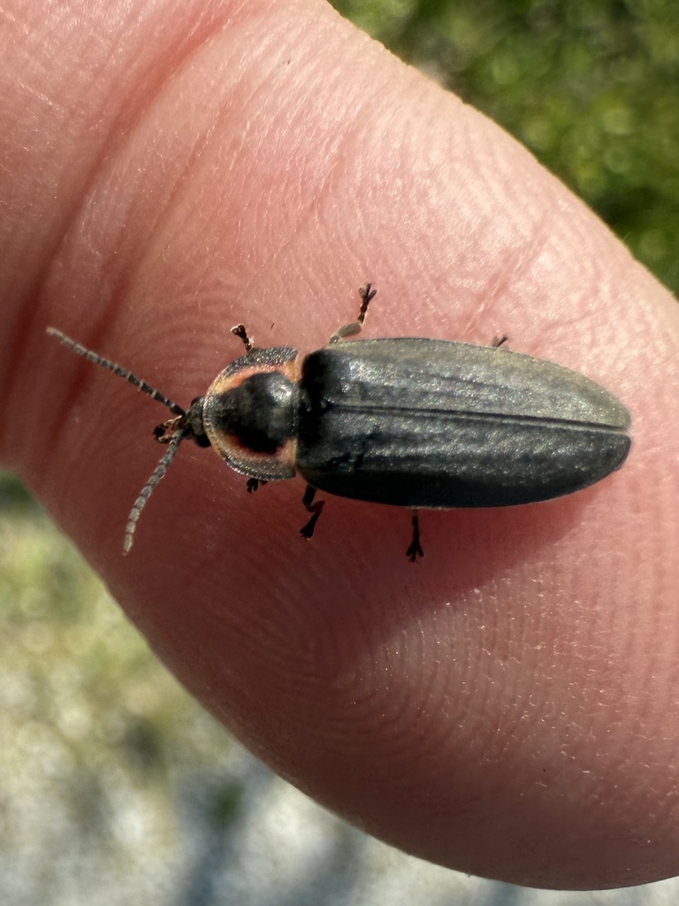 Winter Firefly from Bayview Cemetery, Norfolk County, ON, CA on May 10 ...