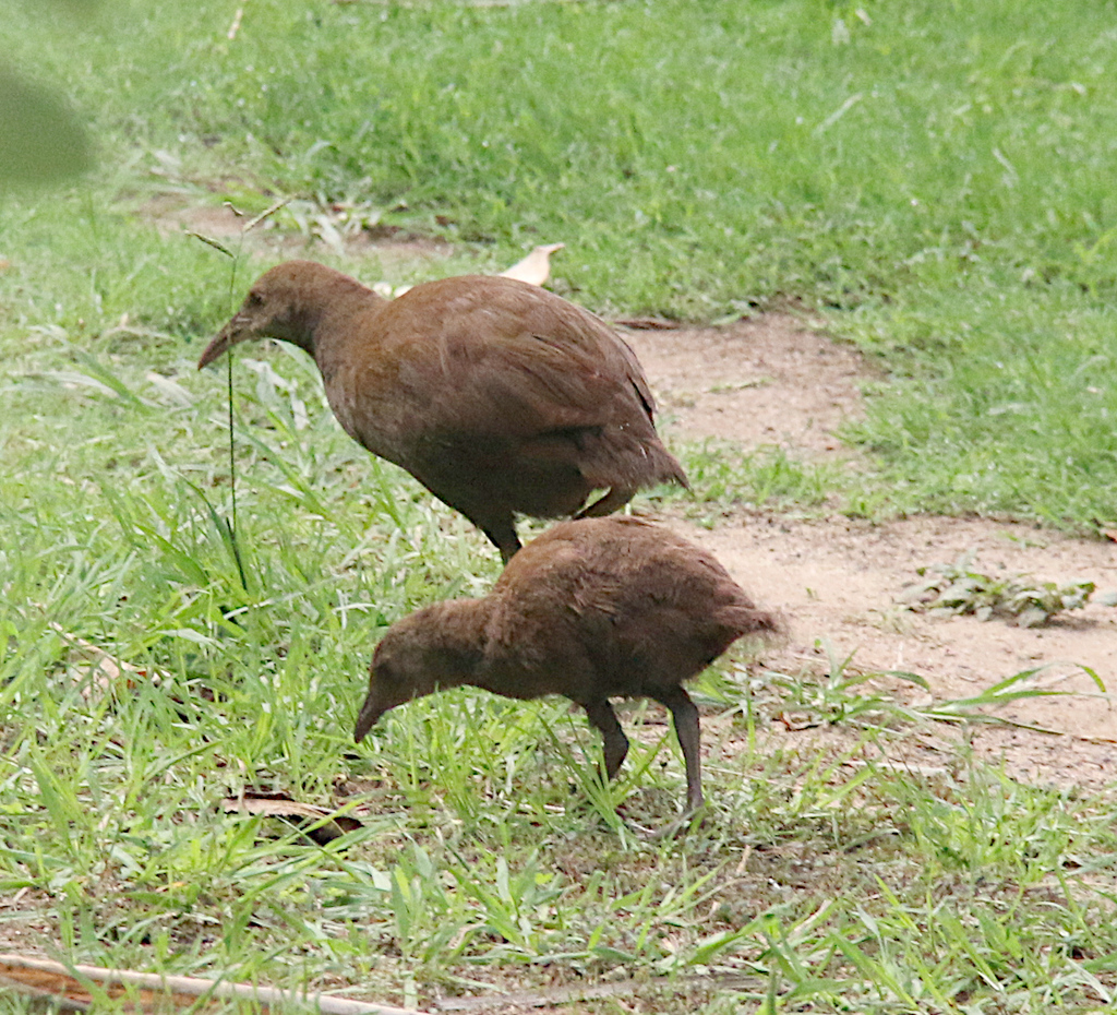 Lord Howe Rail from Settlement, Lord Howe Island NSW 2898, Australia on ...