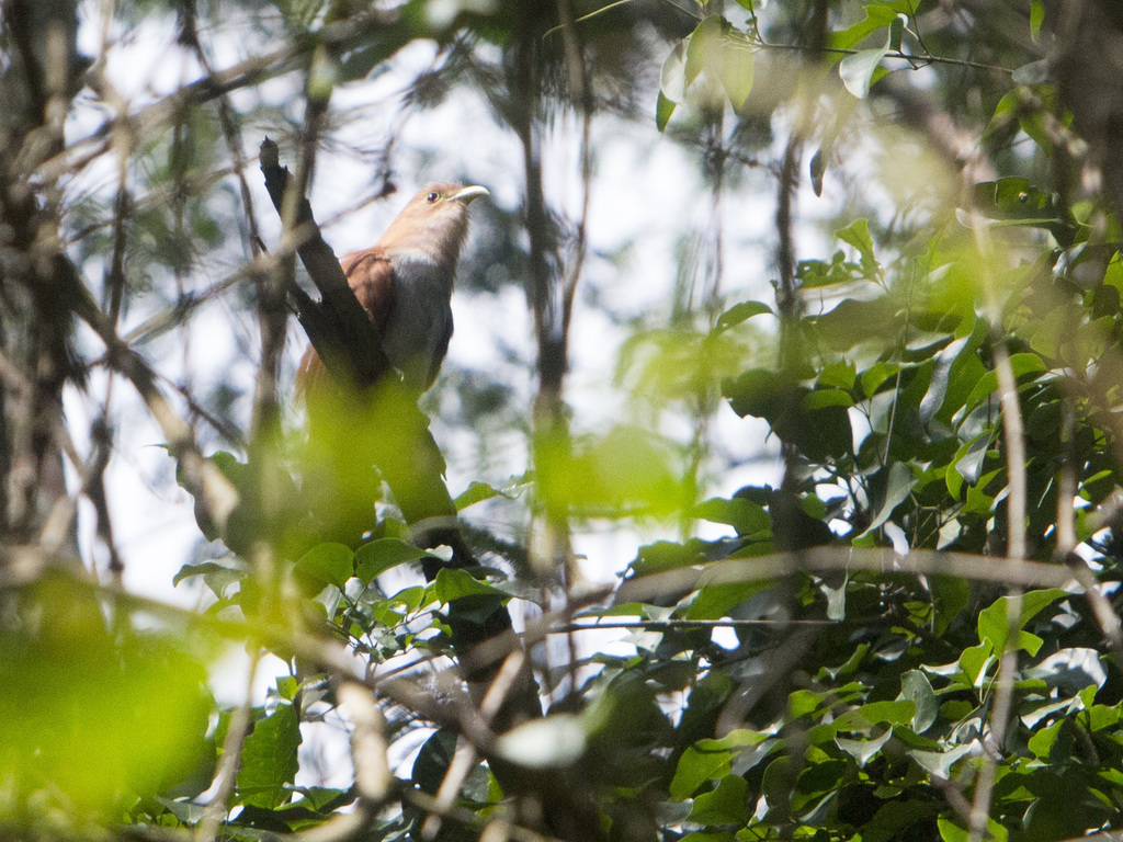 Squirrel Cuckoo from Montalban 2040, Carabobo, Venezuela on August 31 ...