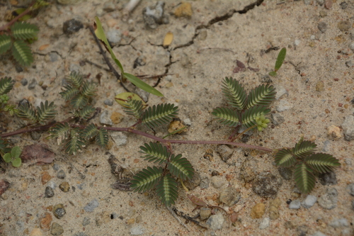Yellow Sensitive Plant (Neptunia triquetra) · iNaturalist