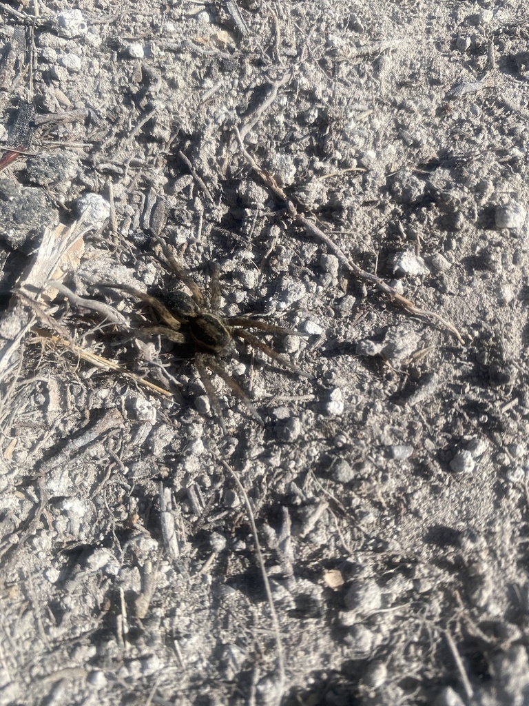 Wolf Spiders from Lake Hawdon North, Mount Benson, SA, AU on May 12 ...