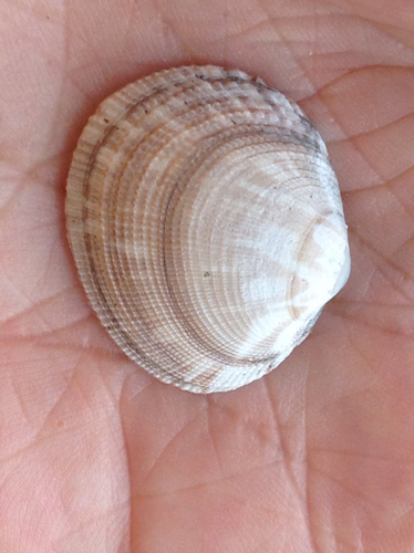 Pacific Littleneck Clam (Camano Island St Pk-All Species) · iNaturalist