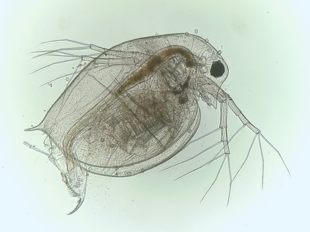 Common Water Flea from Grand Rapids, MI, USA on May 11, 2025 at 11:20 ...