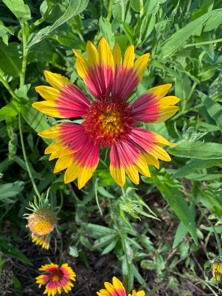 firewheel from Fair Lake Rd, Flower Mound, TX, US on May 11, 2025 at 07 ...