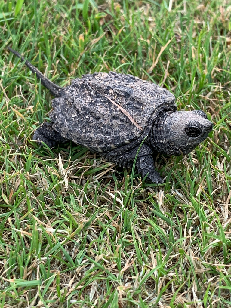 Common Snapping Turtle from Monee on September 4, 2019 by balucard ...