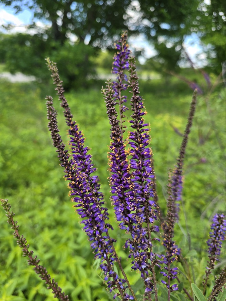 Smooth False Indigo (Amorpha laevigata) - Botanical Realm