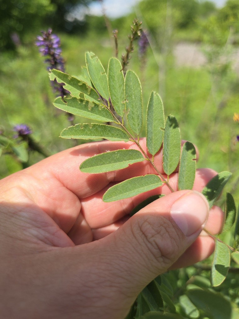 Smooth False Indigo (Amorpha laevigata) - Botanical Realm