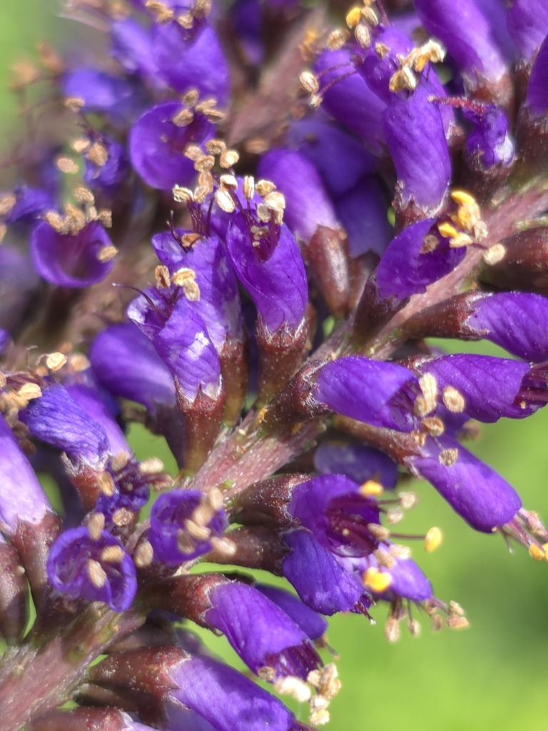 Smooth False Indigo (Amorpha laevigata) - Botanical Realm