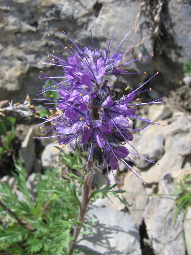 Silky Scorpionweed from Burstall Pass Trail, Kananaskis, AB T0L, Canada ...