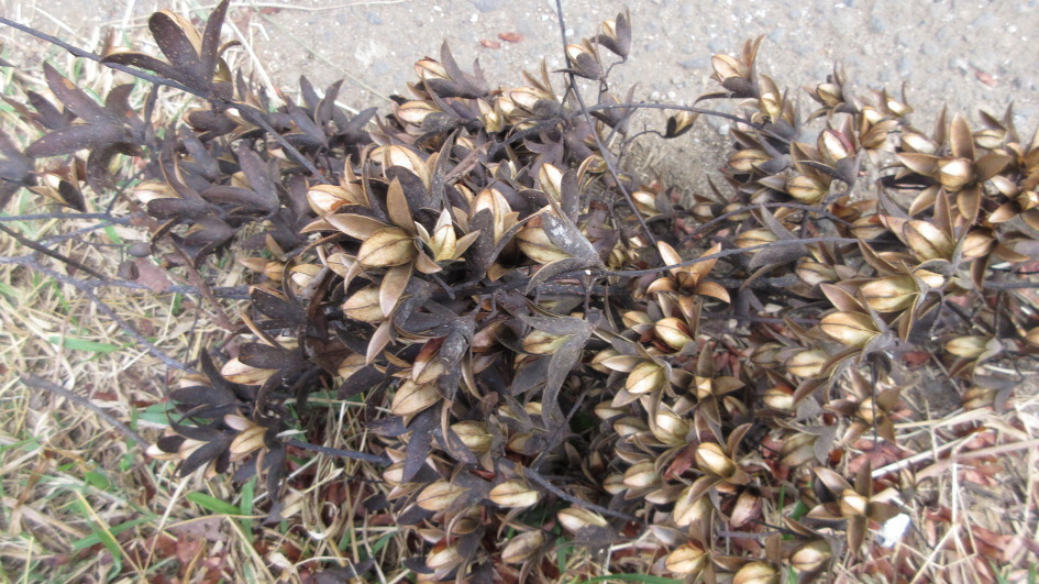 Tun tree from Koto Gadang, Iv Koto, Agam Regency, West Sumatra 26181 ...