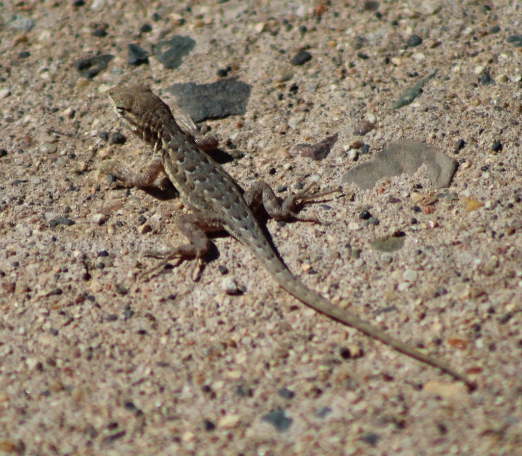 Common Side-blotched Lizard in August 2019 by Richard Breisch. Total ...