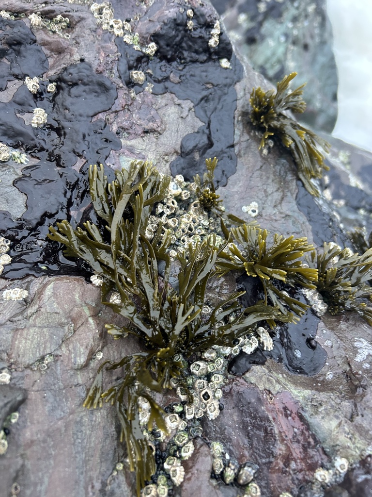 Little Rockweed from North Pacific Ocean, Westhaven, CA, US on February ...