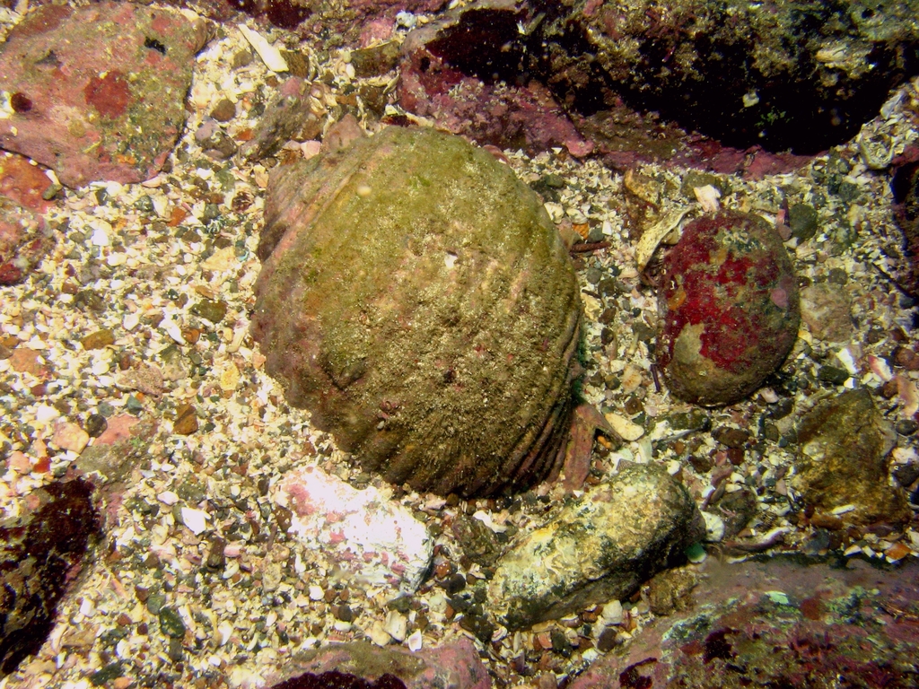Grinning Tun Snail from La Huerta, MX-JA, MX on October 12, 2013 at 10: ...