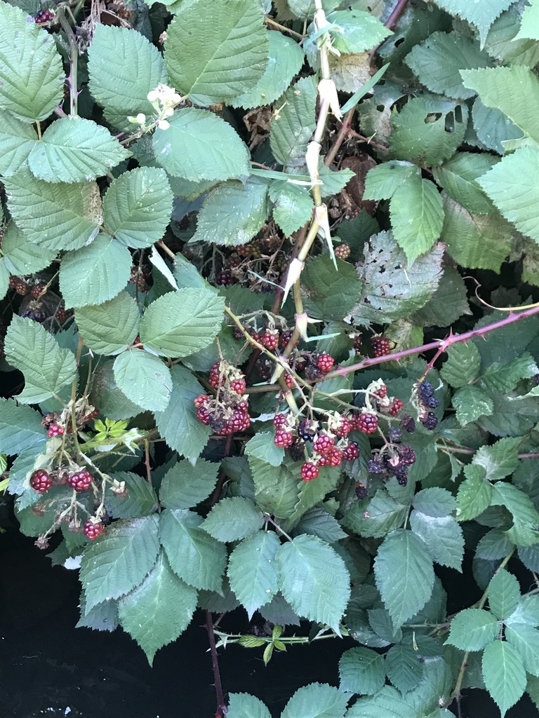 Armenian Blackberry (Native and Naturalized-but-not-Invasive Understory ...