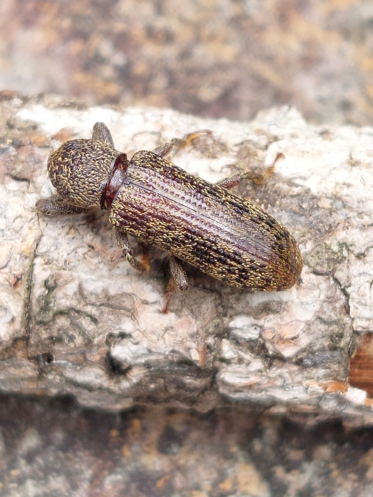 Stenochinus from Tai Po Kau, Hong Kong on May 10, 2025 at 02:00 PM by ...