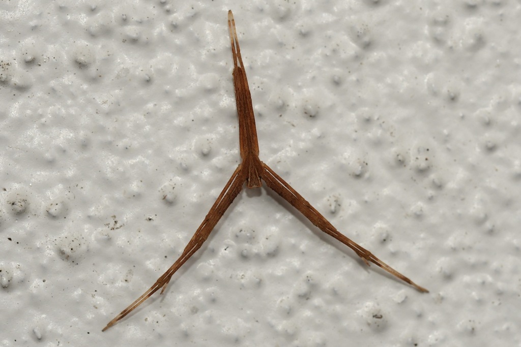Rufous Net-casting Spider in May 2025 by wedgie_eagle · iNaturalist