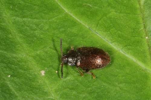 Anaedus villosus · Naturalista Costa Rica