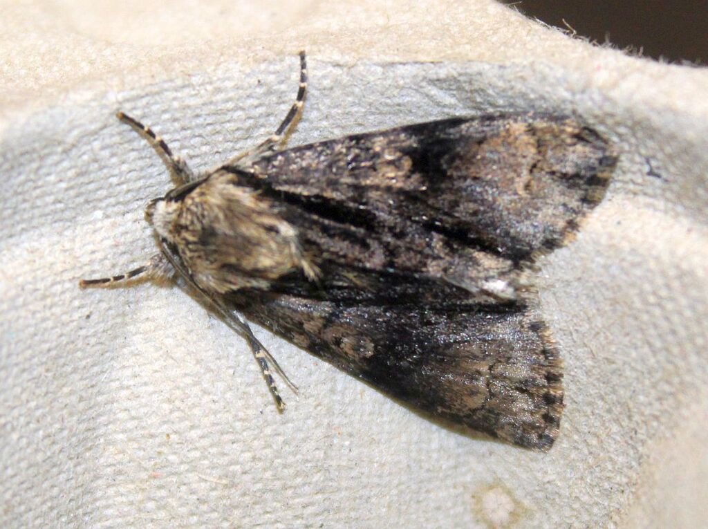 Alder Moth from Netherton, Dudley, UK on May 12, 2025 at 06:45 AM by ...