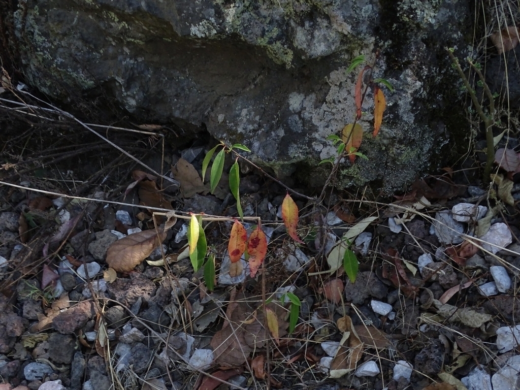 black cherry from Cd. de México, México on April 27, 2025 at 03:37 PM ...