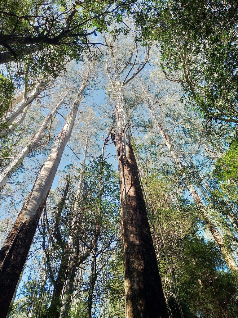 Australian Mountain Ash from Ada VIC 3833, Australia on May 9, 2025 at ...