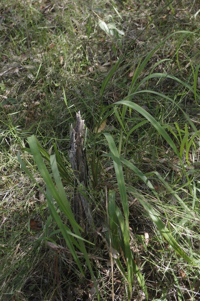 blue flax-lily from Maryborough QLD 4650, Australia on May 12, 2025 at ...