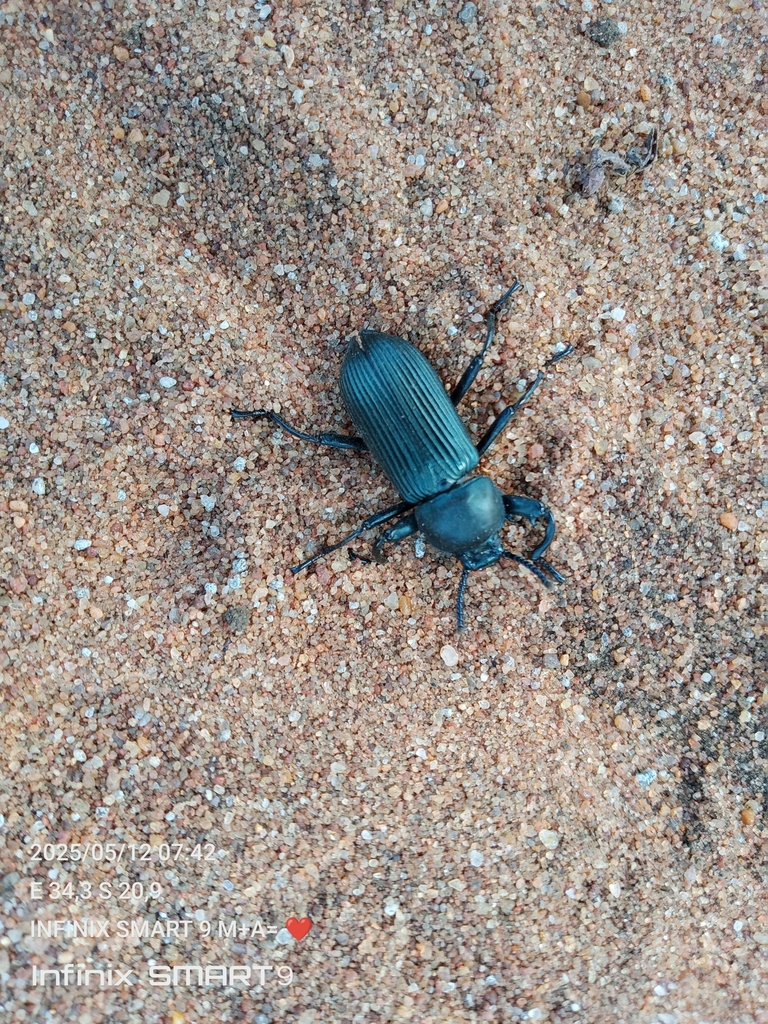 Beetles from Machanga, Moçambique on May 12, 2025 at 07:42 AM by ...
