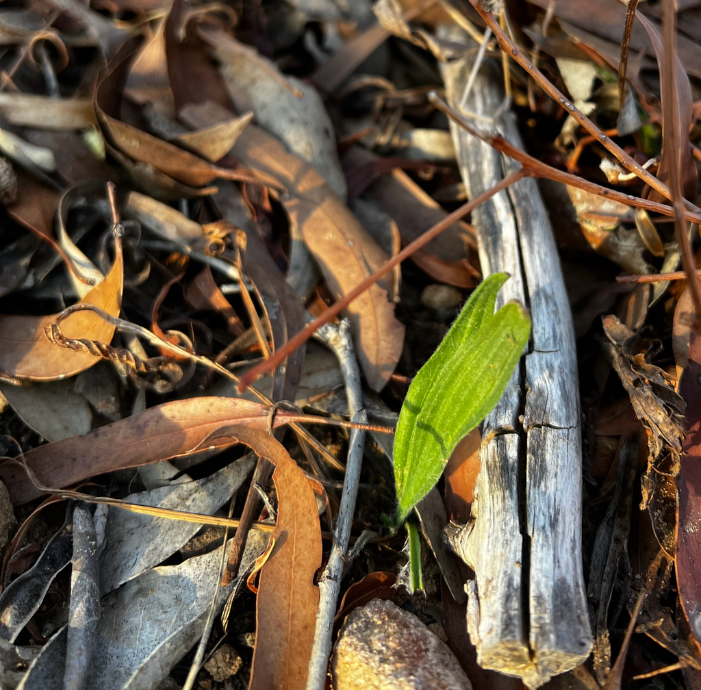 flowering plants from Horsnell Gully, SA, AU on May 12, 2025 at 04:29 ...