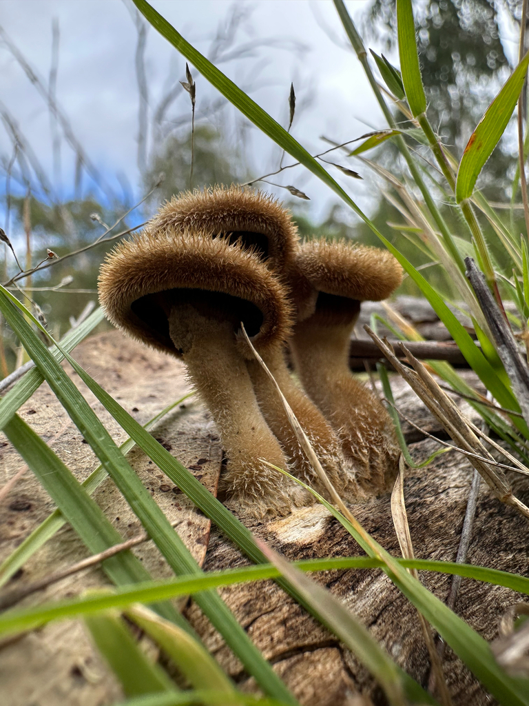 Panus from Wyberba, QLD, AU on May 11, 2025 at 10:40 AM by Kylie Agnew-Francis · iNaturalist