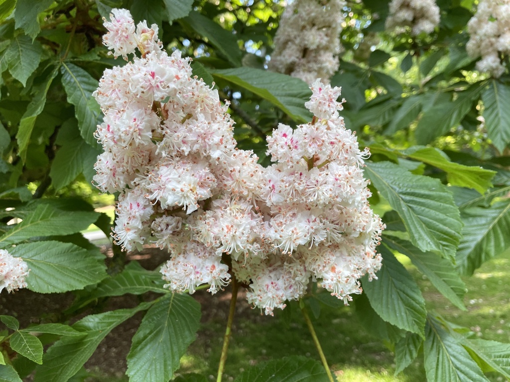 horse-chestnut from Askham Bryan College, York, England, GB on May 12 ...