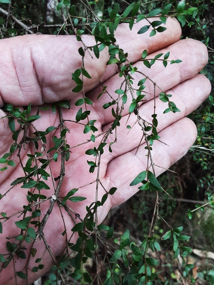Prickly Currant-Bush from Hassans Walls Reserve, Lithgow NSW 2790 ...