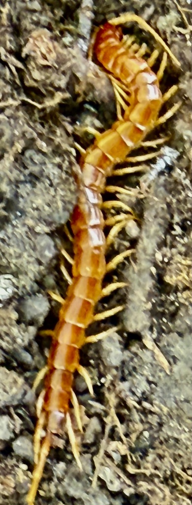 Western Fire Centipede from Shiloh Ranch Regional Park, Wikiup, CA, US ...