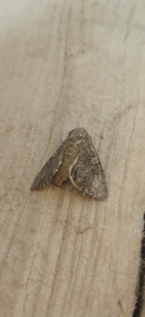 Nutmeg Moth from 4292 Dobri dol, Bulgaria on May 12, 2025 at 08:39 AM ...