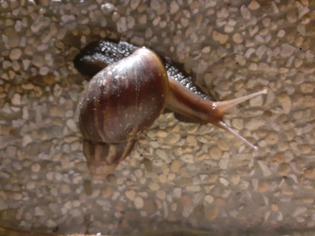 African Giant Snail from 4XMV+GH8, Tagaytay, Cavite, Philippines on May ...