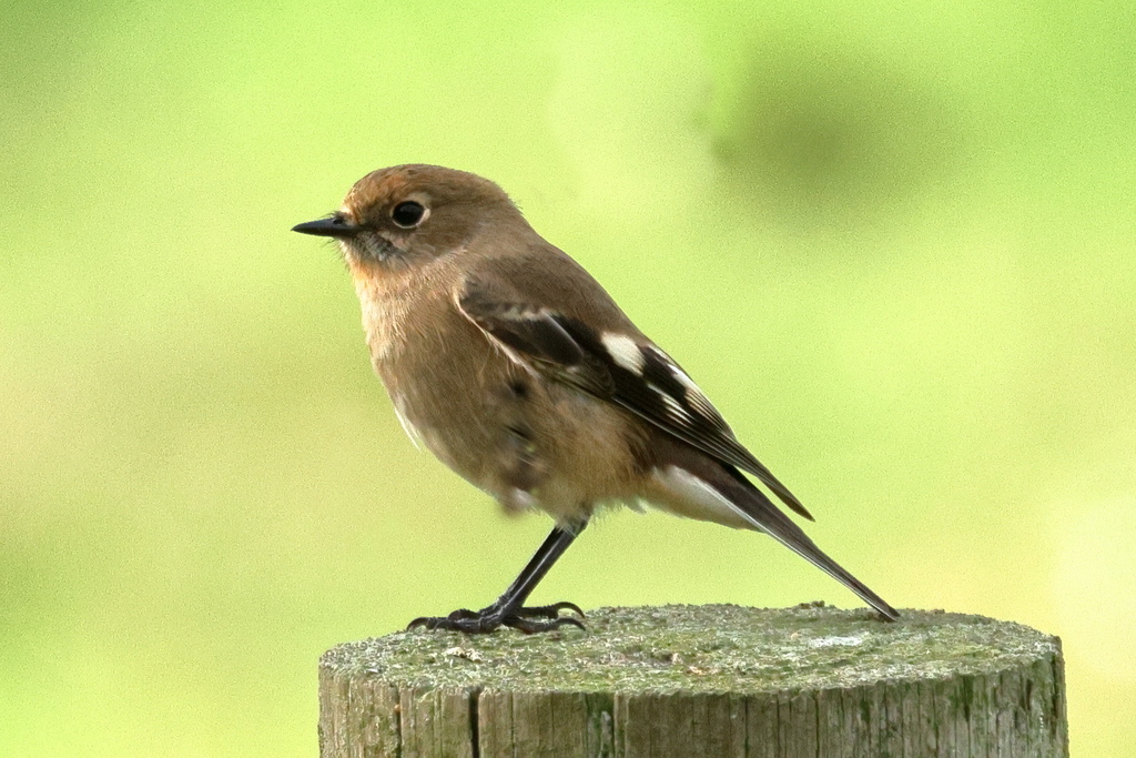 Flame Robin from Foster VIC 3960, Australia on May 9, 2025 at 10:05 AM ...