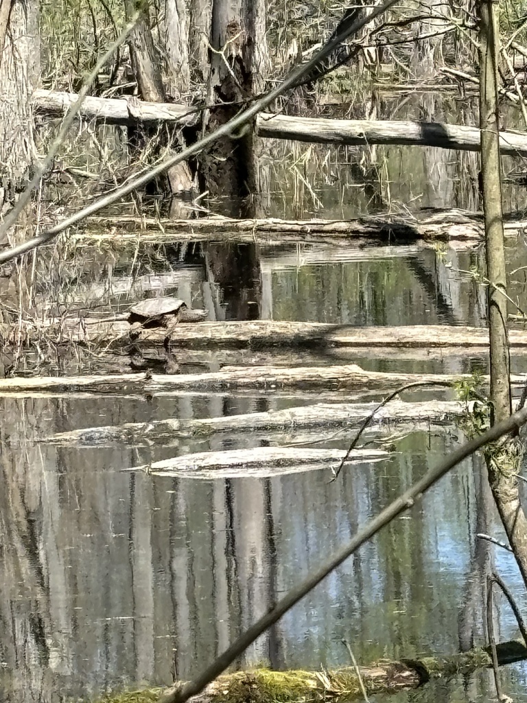 Common Snapping Turtle from Eighth Ave, South Haven, MI, US on May 9 ...