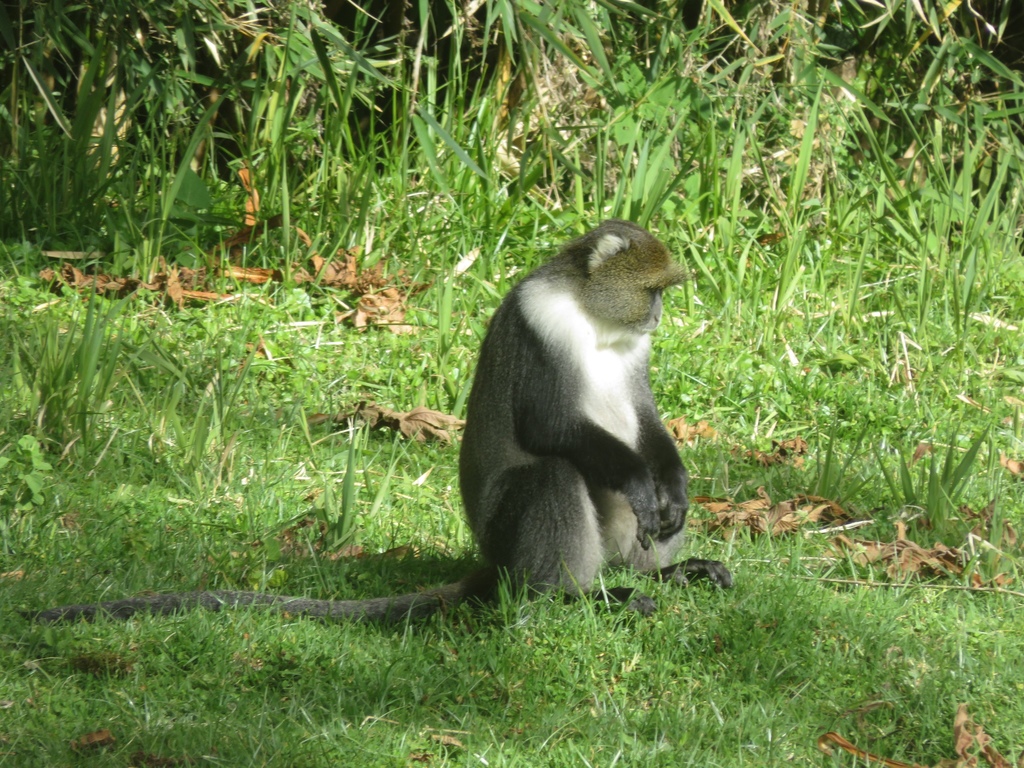 Kolb's Monkey (Cercopithecus mitis kolbi) - Know Your Mammals