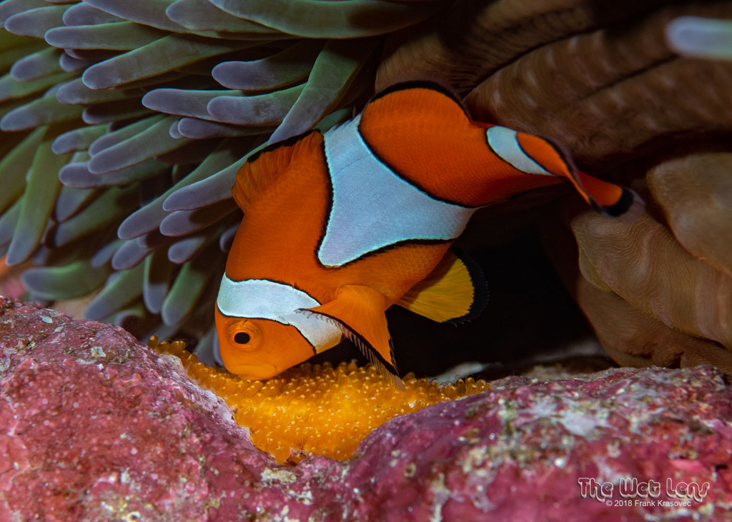 Percula Anemonefish (Amphiprion percula) - Marine Life Identification
