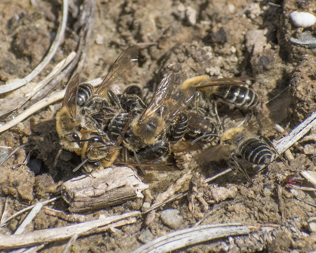 Rufous-backed Cellophane Bee from Huber Heights, OH, USA on May 11 ...