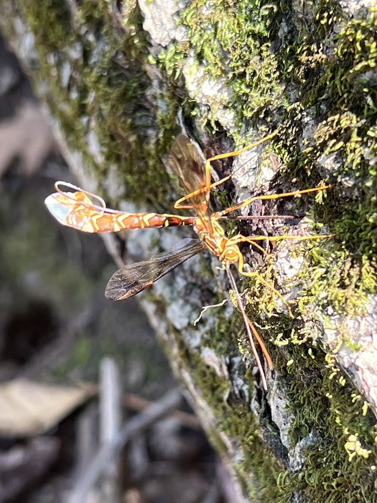 Long-tailed Giant Ichneumonid Wasp from Haw Ridge Park, Oak Ridge, TN ...